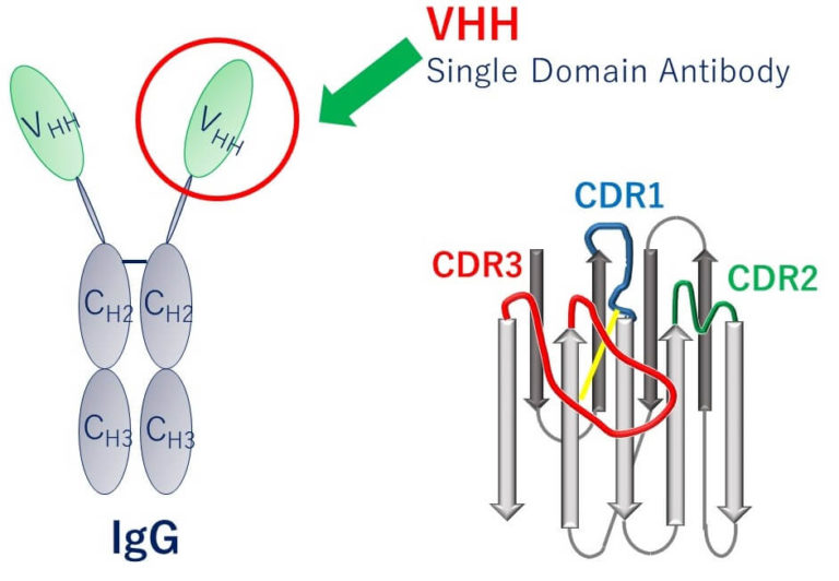 Tracking structural changes and their reversibility for VHH antibodies using simultaneous CD ...
