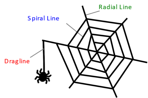 Analysis of the orientation and secondary structure of spider silk ...