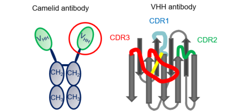 Evaluation of VHH antibody stability using high-throughput CD system ...