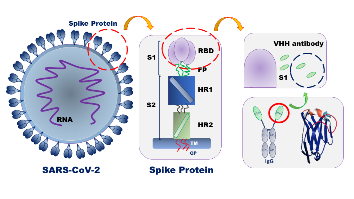 Stability evaluation of anti-Coronavirus VHH antibody using circular ...