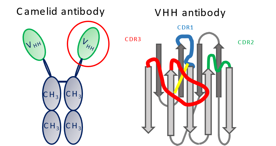 Antibody drugs and DNA/RNA therapeutics | JASCO Global