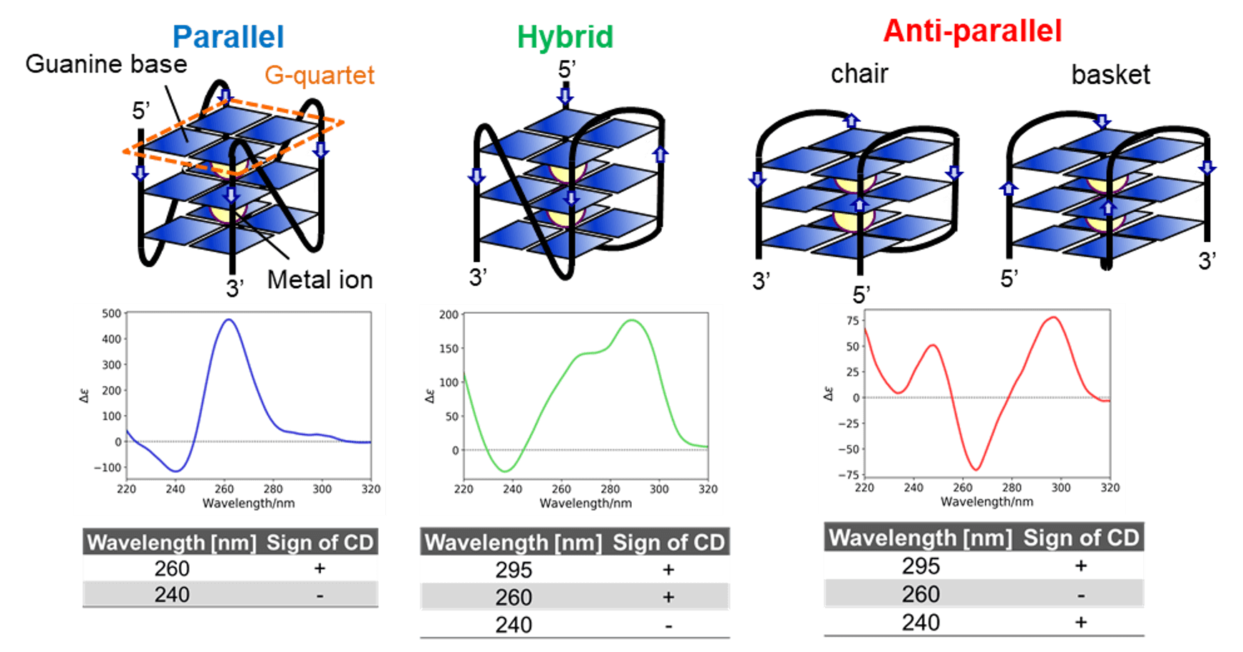 Antibody drugs and DNA/RNA therapeutics | JASCO Global