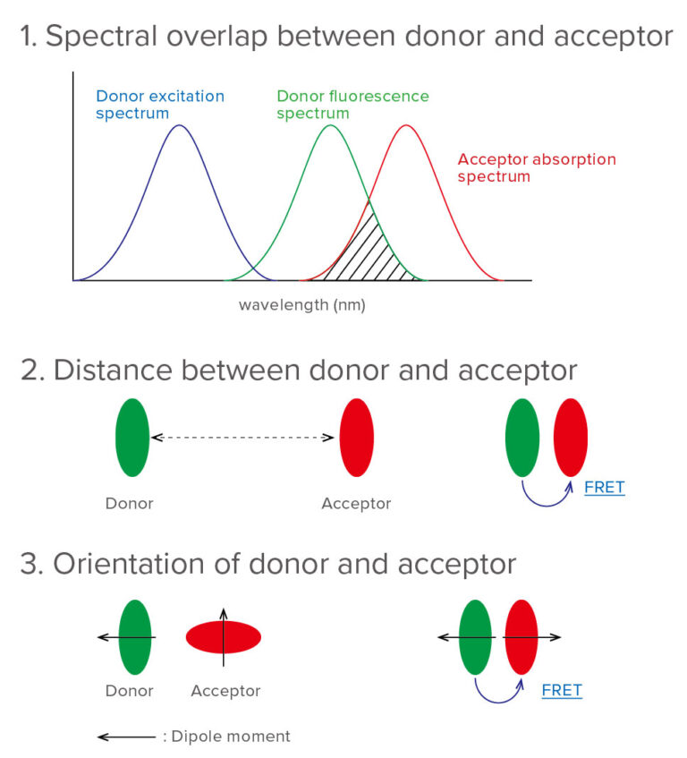 Monitoring of protein behavior by using FRET | JASCO Global