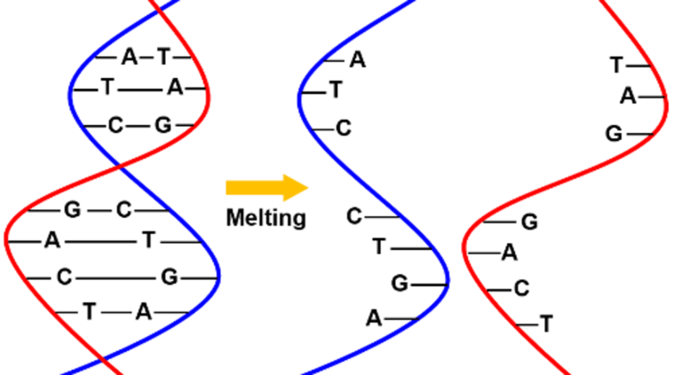 Analysis of the Melting Temperature and Thermodynamic Parameters of a ...