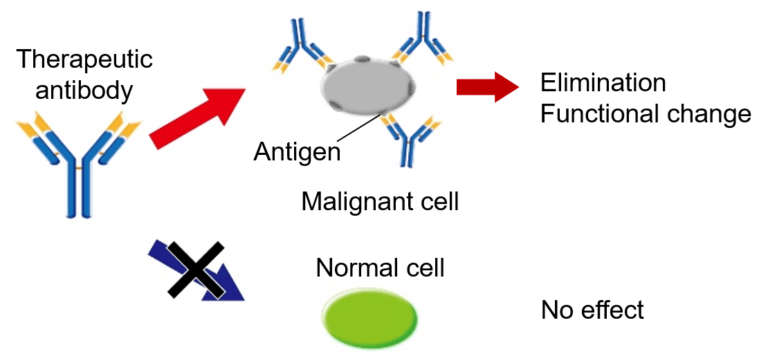 Secondary structure estimation of highly concentrated monoclonal ...